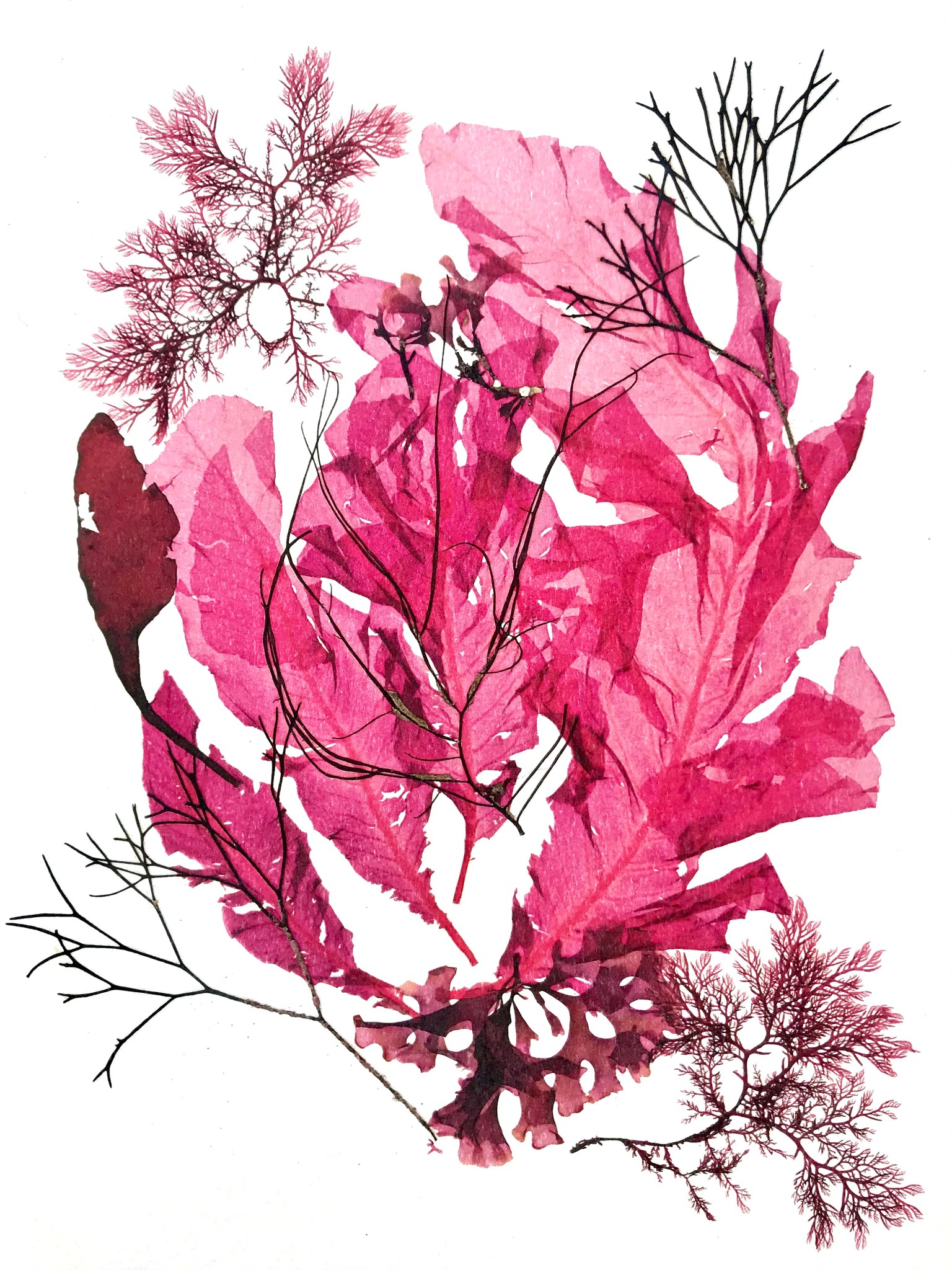 Limited edition prints – Sound of Jura Seaweeds