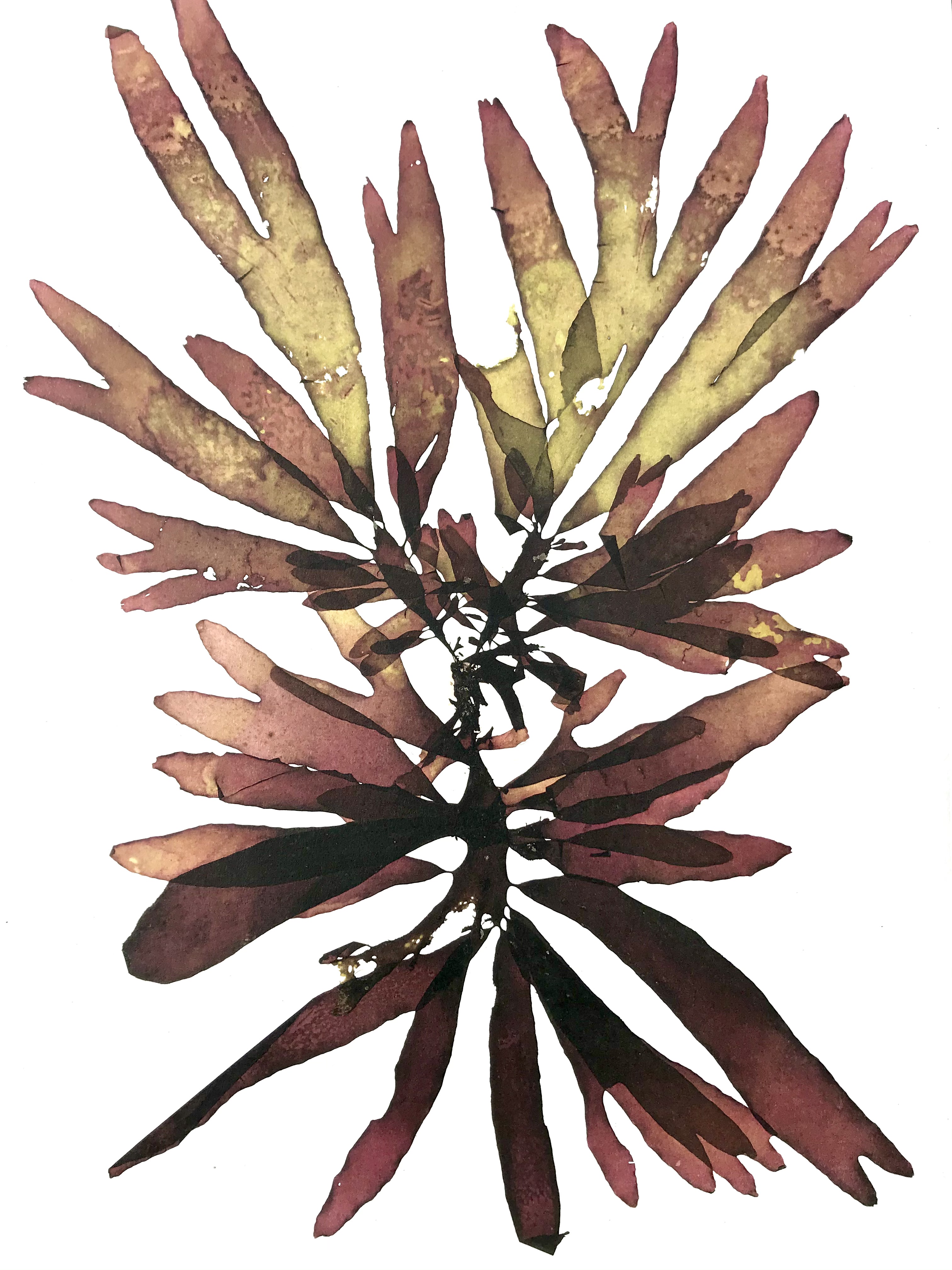 Limited edition prints – Sound of Jura Seaweeds