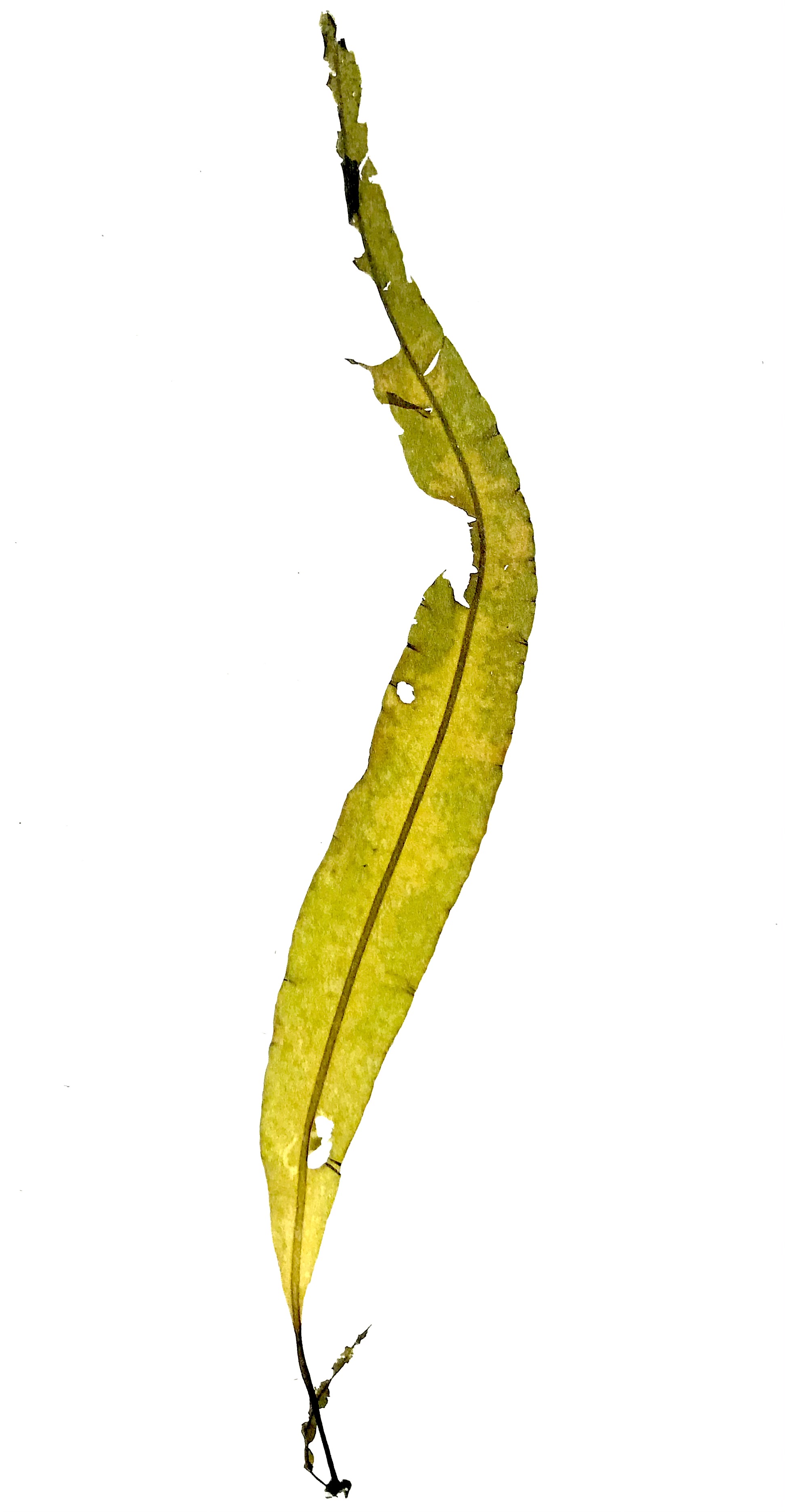 Limited edition prints – Sound of Jura Seaweeds