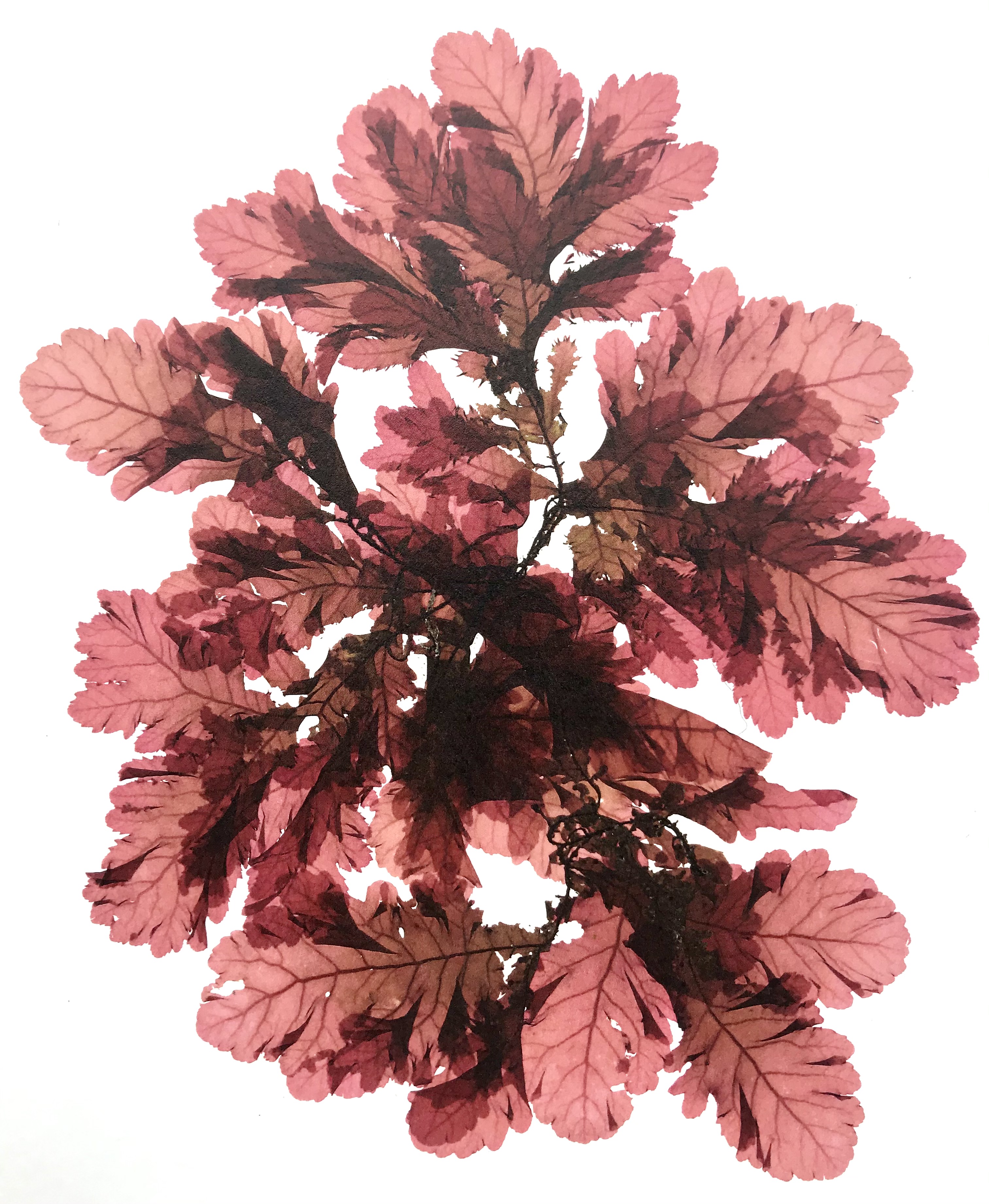 Limited edition prints – Sound of Jura Seaweeds
